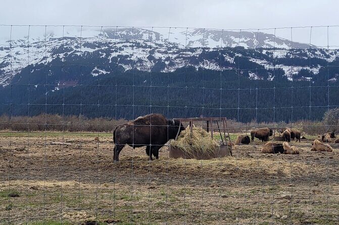 VIP Tour from Anchorage to Alaska Wildlife Conservation Center - The Value Proposition