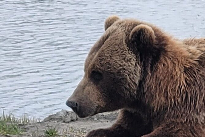 VIP Tour from Anchorage to Alaska Wildlife Conservation Center - FAQ