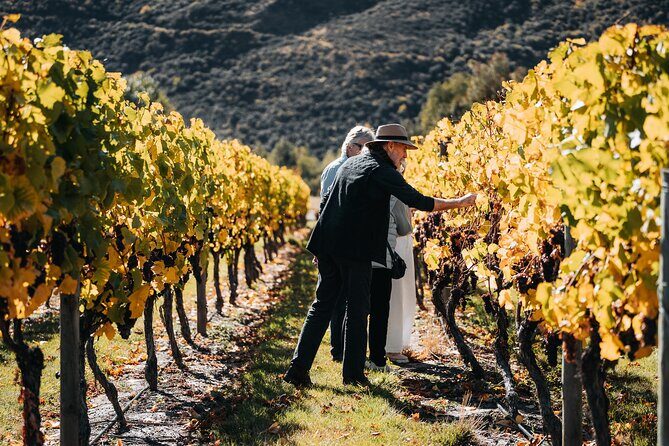 VIP Wine Experience from Queenstown Including Gourmet Lunch. - Key Points