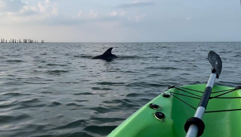 Virginia Beach: Dolphin Kayak Tour: This is a Workout! - Who Should Consider This Tour?