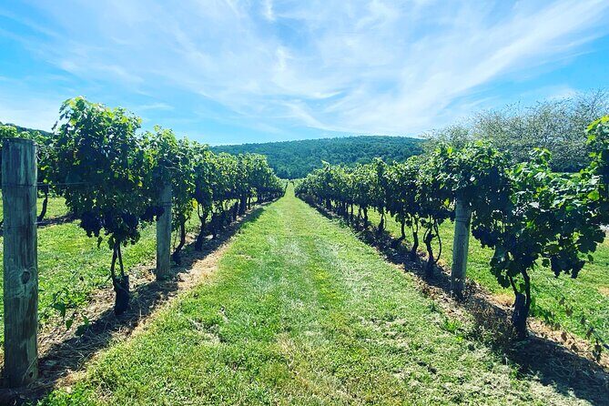 Virginia Wineries Tour - Exploring the Virginia Wineries Tour: A Practical Guide for Curious Travelers