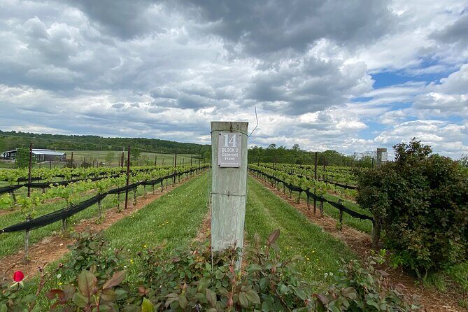 Virginia Wineries Tour - The Practicality of a Private Wineries Tour