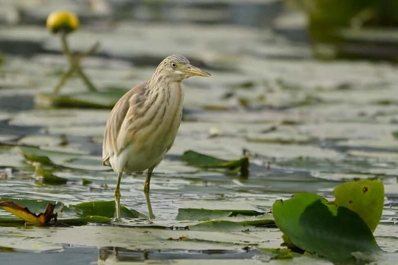 Virpazar: Skadar Lake by Boat and Kom Monastery Guided Tour - The Value and Who Will Love This Tour