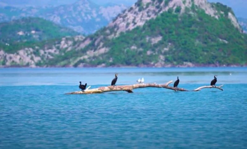 Virpazar : Skadar Lake Group Tour With Bird watching - An Authentic Look at the Skadar Lake Group Tour