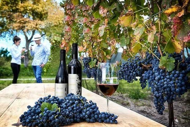 Visit 1 Cheese Factory and 2 Vineyards, starting from Querétaro - Analyzing the Value