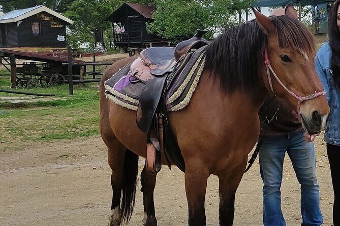 Visit a Farm and Horseback Riding in Nature - What Makes This Horseback Ride Special?