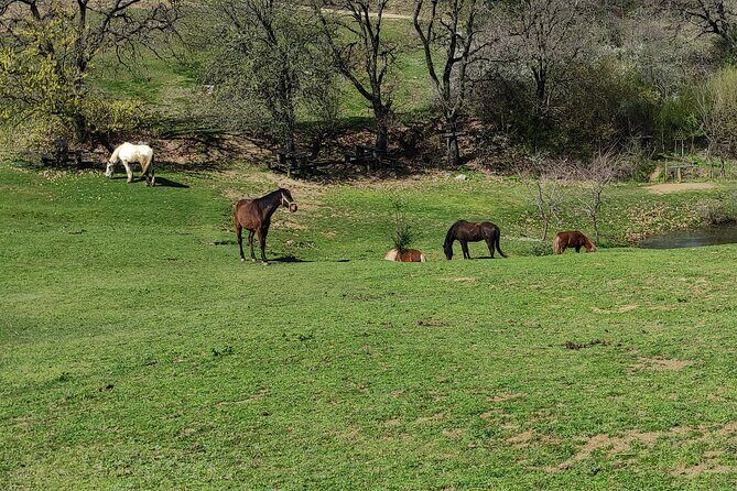 Visit a Farm and Horseback Riding in Nature - Final Thoughts