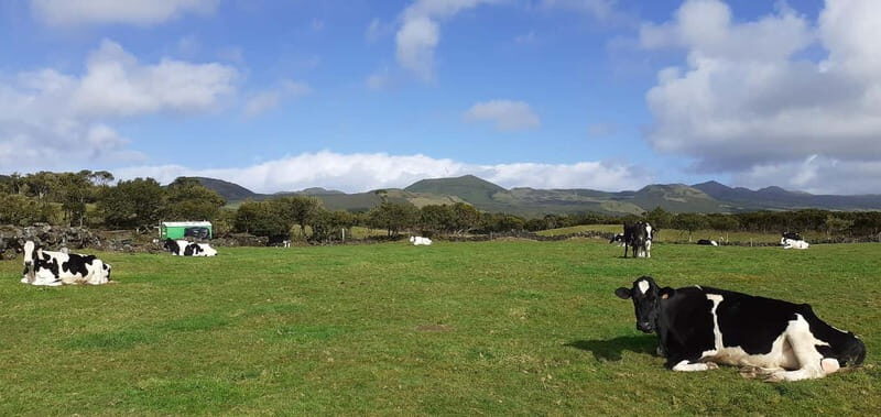 Visit a Farm on the Island of Pico - Key Points