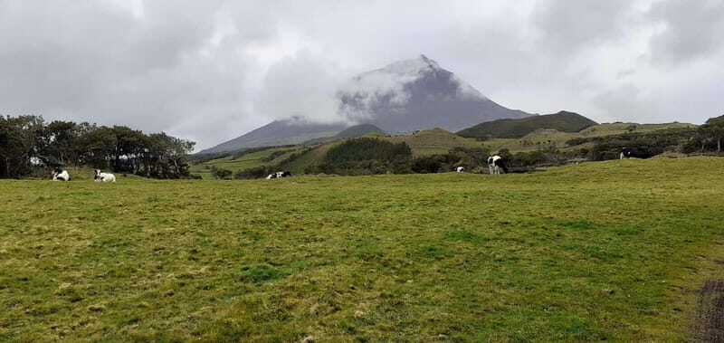 Visit a Farm on the Island of Pico - An Introduction to the Pico Farm Tour