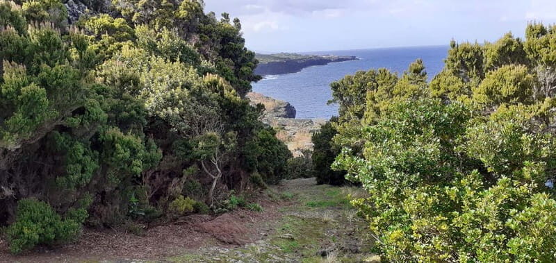 Visit a Farm on the Island of Pico - The Practicalities