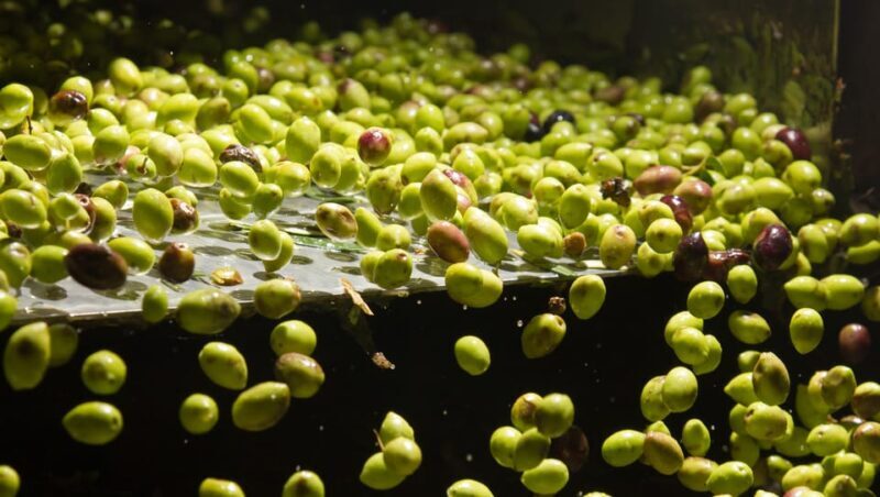 Visit an almazara + extra virgin olive oil tasting: Baeza - Who Might Not Find This Tour Ideal