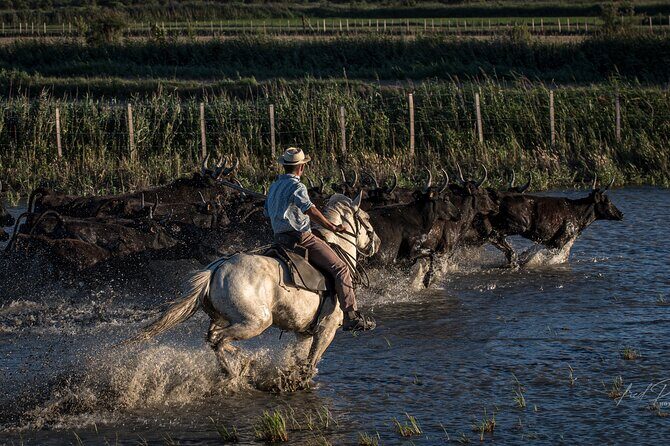 Visit and Discovery in the Heart of the Camargue - Price and Value