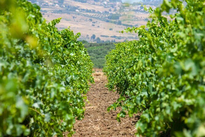 Visit and Private Tasting of EVO Oil and Organic Wine - An In-Depth Look at the Experience