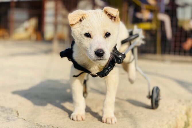 Visit Animal Sanctuary in Kathmandu - Overview of the Experience