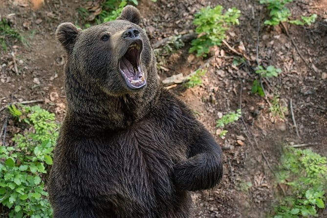 Visit Bear Rescue Center From Agra - An In-Depth Look at the Tour Experience