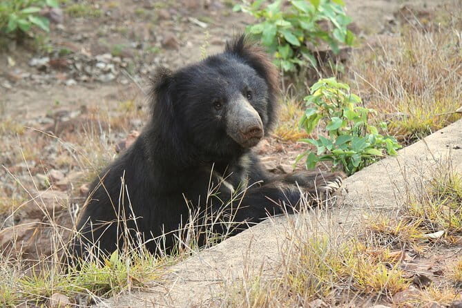 Visit Bear Rescue Center From Agra - Practicalities and Tips