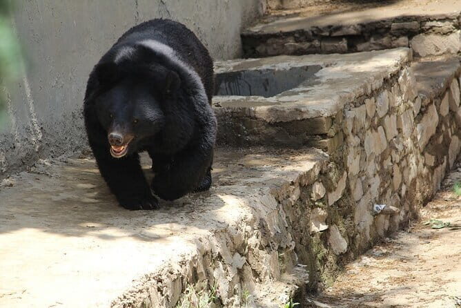 Visit Bear Rescue Center From Agra - Frequently Asked Questions