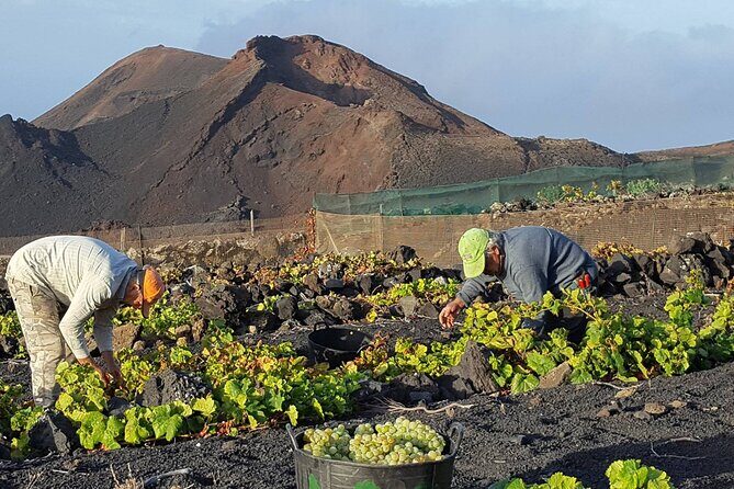 Visit Bodegas Teneguía winery in La Palma with wine Tasting - Key Points