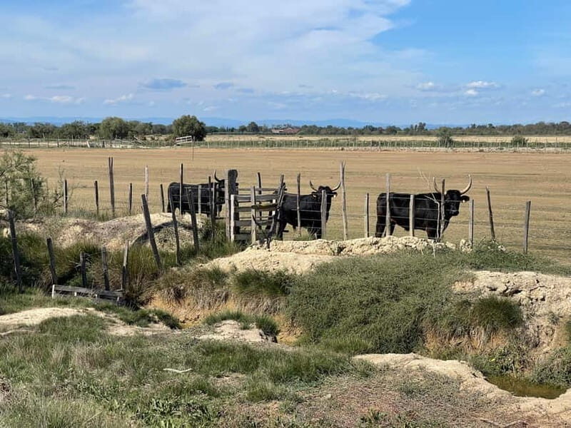 Visit Camargue and Espiguette Lighthouse from Montpellier - What Travelers Say: Authentic Experiences and Practical Tips