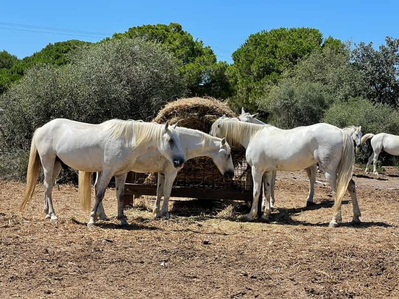 Visit Camargue and Espiguette Lighthouse from Montpellier - The Practicalities: What You Need to Know