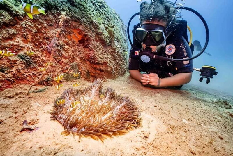 Visit Cham Islands & Snorkelling & Scuba Diving - The Lunch and Post-Activity Relaxation