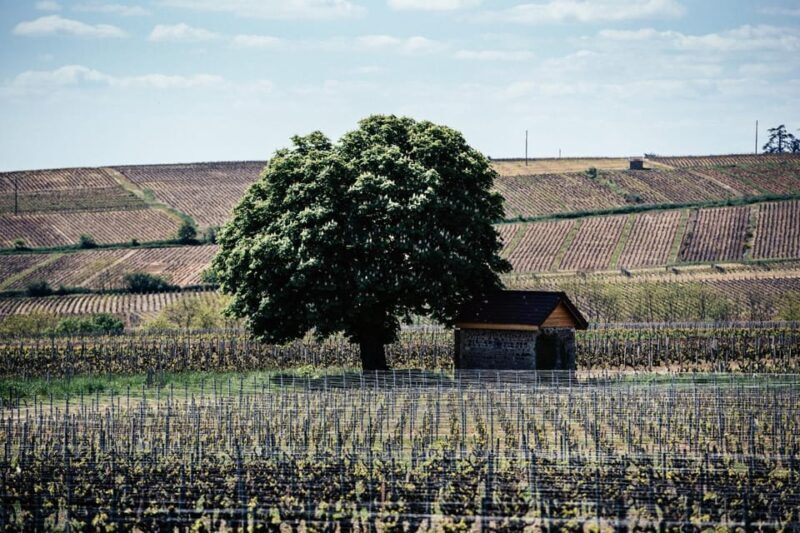 Visit : Château du Moulin-à-Vent, a History of Terroirs! - The Sum Up