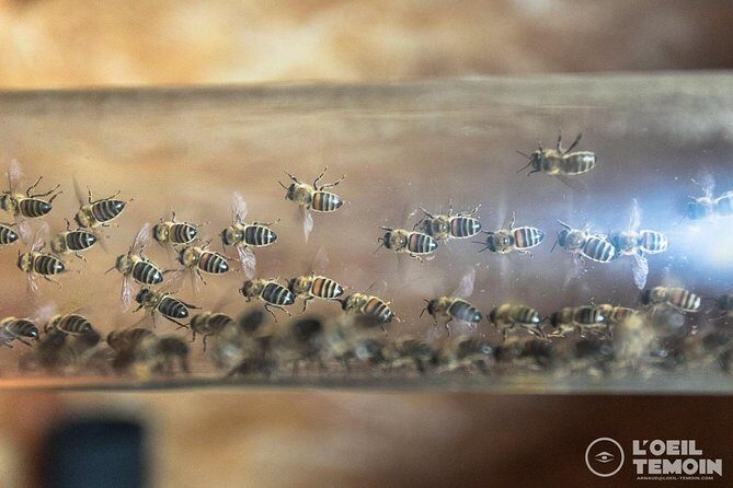 Visit - immersion in the heart of the bee world! - Key Points