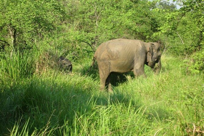 Visit Jeep Safari at Minneriya National Park From Kandy - An Introduction to the Minneriya Safari
