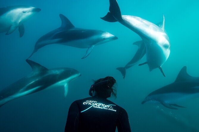 Visit Kaikura from Christchurch (small group Tour) - The Sum Up