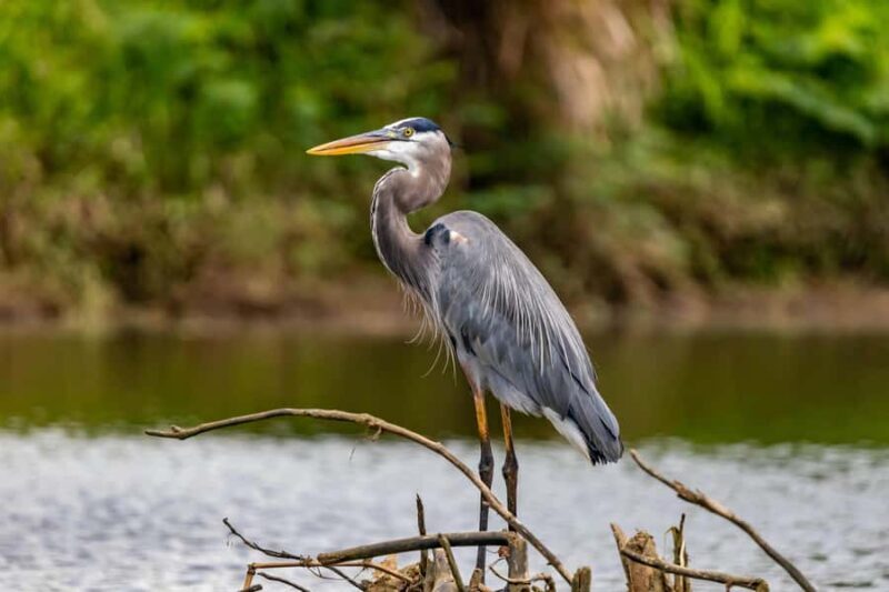 Visit Muthurajawela Wetlands Scenic Boat Ride & Birdwatching - Why This Tour Works
