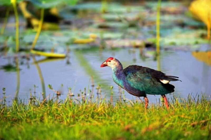 Visit Muthurajawela Wetlands Scenic Boat Ride & Birdwatching - Wildlife and Birdwatching Highlights