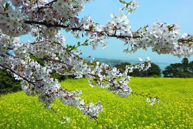 Visit Nokonoshima Island with Natural Attraction Pass - Introduction