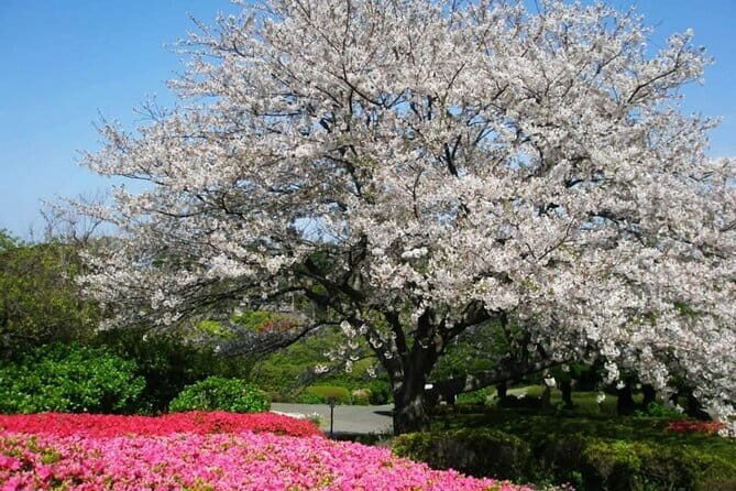 Visit Nokonoshima Island with Natural Attraction Pass - Key Points