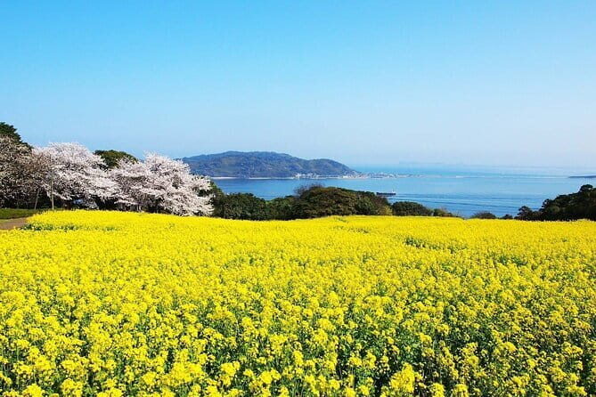 Visit Nokonoshima Island with Natural Attraction Pass - The Sum Up