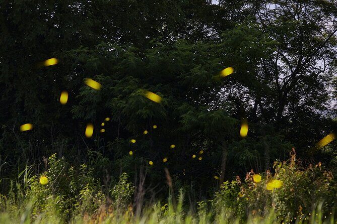 Visit of Fireflies Forest in private transport from mexico city - Key Points