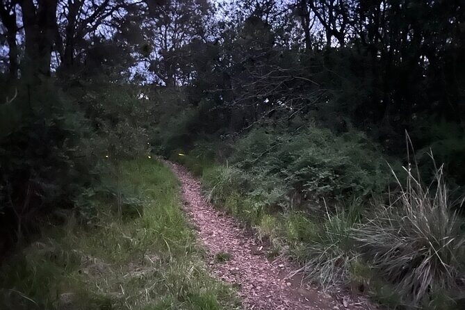 Visit of Fireflies Forest in private transport from mexico city - Value and Booking Considerations