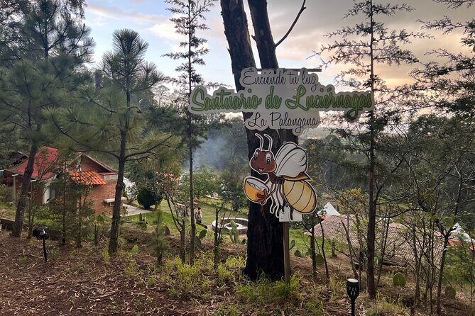 Visit of Fireflies Forest in private transport from mexico city - Authentic Experiences and Tips