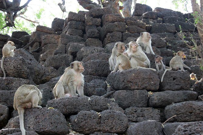 Visit of Lopburi, the monkey's city, from Bangkok with your English-speaking guide - An In-Depth Look at the Lopburi Tour Experience