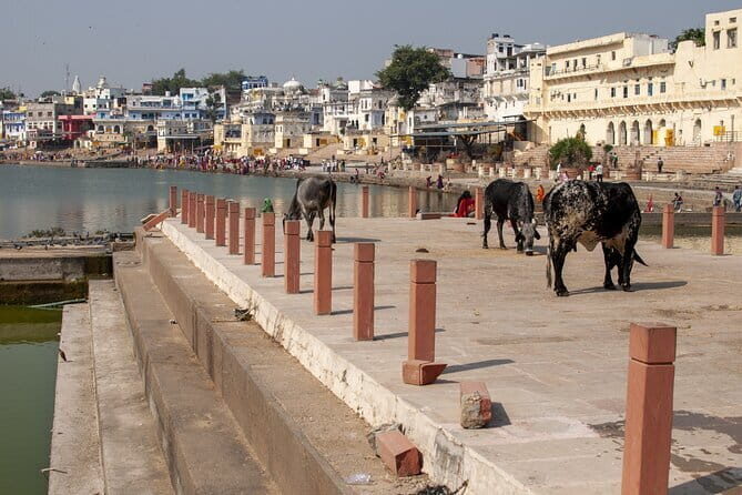 Visit Pushkar with Jaipur Drop from Bikaner Included Local Guide - The Drive to Jaipur: A Smooth Return