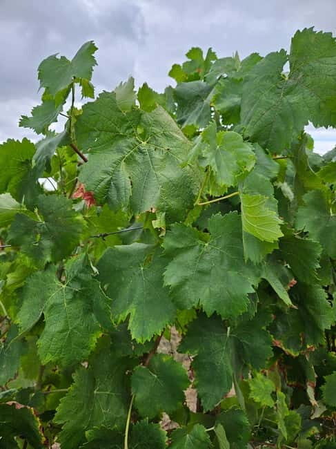 Visit Quinta de Sobre a Fonte with wine tasting and transportation - Key Points