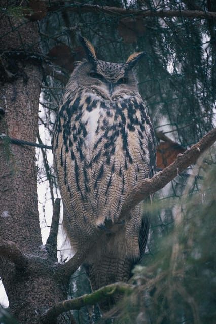 Visit Ranua Wildlife Park with Photographer - Who Should Consider This Tour?