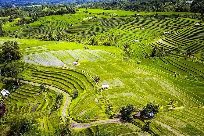 Visit Rice terrace, Beratan temple, waterfall by Vantage Volkswagen 181 - FAQs