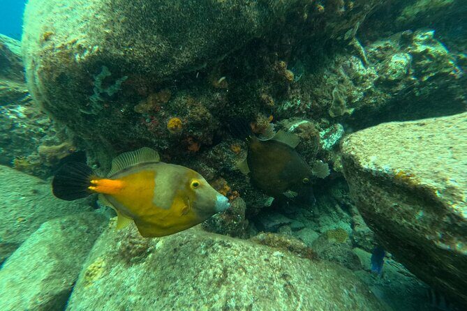 Visit Secret beaches and enjoy private guided Snorkel tour - The Practical Side: Logistics and Considerations