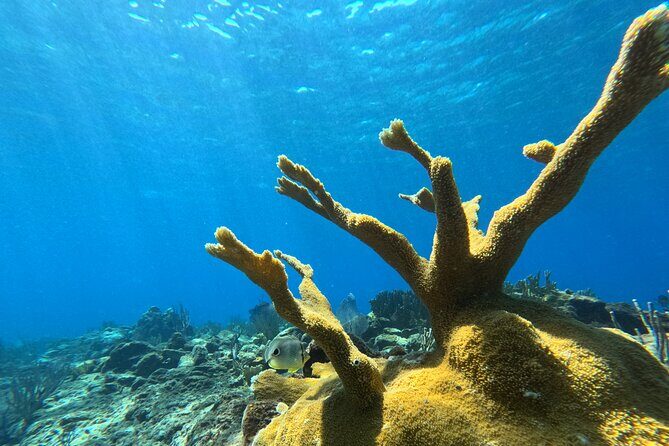 Visit Secret beaches and enjoy private guided Snorkel tour - Final Thoughts: Who Is This Tour For?