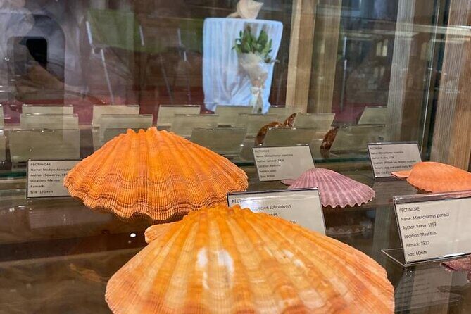 Visit Shell Museum Cavtat - A Close-Up Look at the Shell Museum in Cavtat
