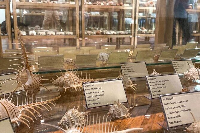 Visit Shell Museum Cavtat - Key Points