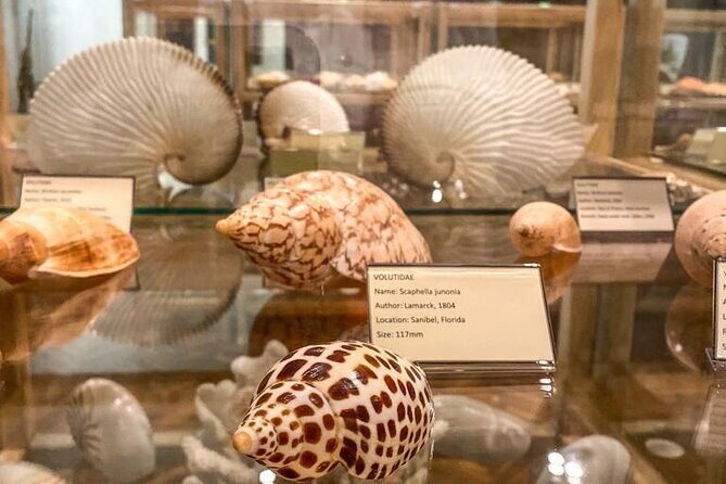 Visit Shell Museum Cavtat - Practical Details and Visiting Tips