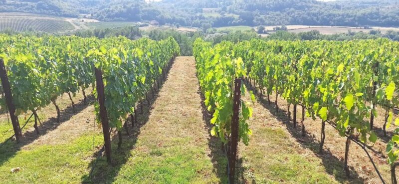 Visit Siena and San Gimignano with lunch at a family farm - Key Points