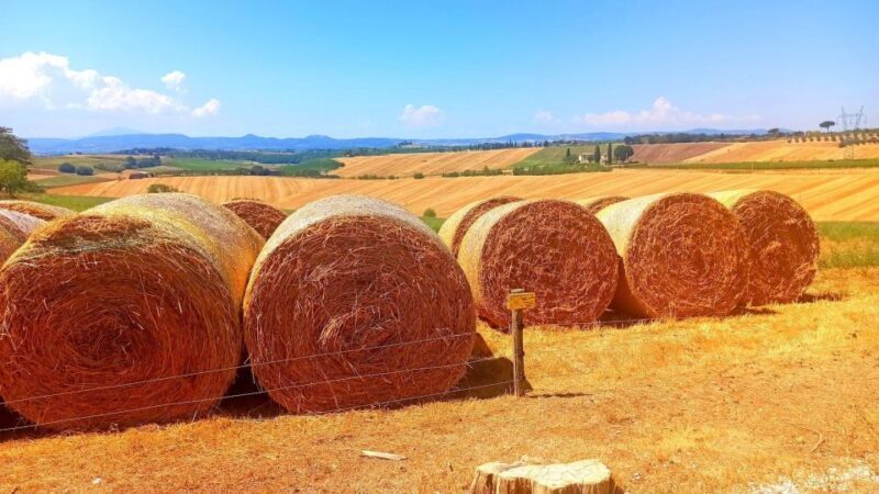 Visit Siena and San Gimignano with lunch at a family farm - A Closer Look at the Tour Experience