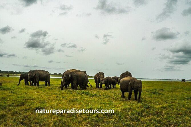 Visit sri Lanka 7 Days Round Trip - A Detailed Look at the 7-Day Sri Lanka Trip